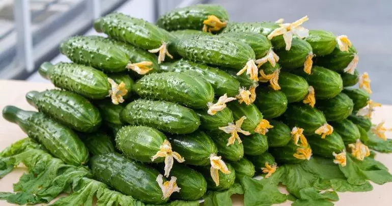 List of the best cucumber varieties for 2021