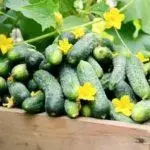 2021 এর cucumbers এর সেরা গ্রেড: বর্ণনা এবং ছবির সাথে সবচেয়ে শত্রু এবং নতুন 134_10