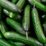 The best grades of cucumbers of 2021: the most damned and new with the description and photo 134_11