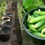 2021 m. Geriausi agurkų rūšys: labiausiai pasmerkta ir nauja su aprašymu ir nuotrauka 134_17