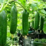 Mafi kyawun maki na cucumbers na 2021: mafi yawan ƙuduri da sabo tare da bayanin da hoto 134_18