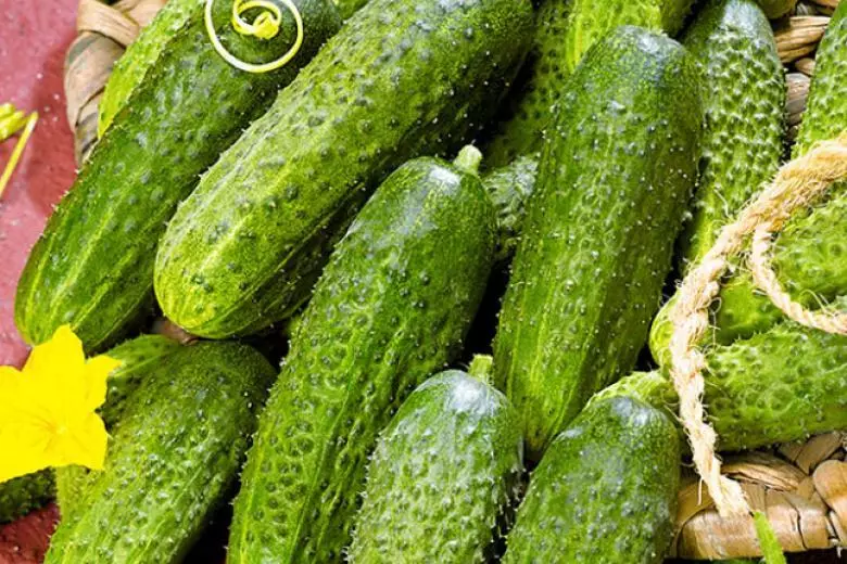 List of the best cucumber varieties for 2021