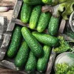 The best grades of cucumbers of 2021: the most damned and new with the description and photo 134_9
