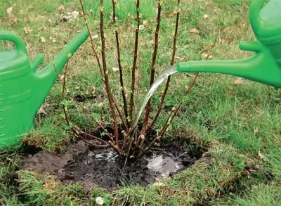 Watering Currant.