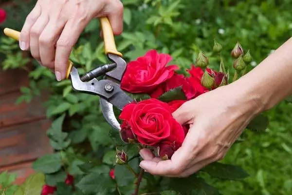 Երբ Cropped Roses. Խնամքի կանոններ, կերակրման, ջրելու եւ վերամշակման լուսանկարներով
