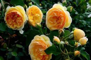 Опис троянди сорту Гріхам Томас, посадка і догляд, обрізка і розмноження