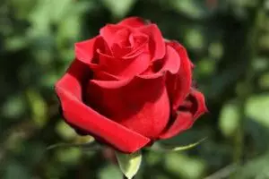 Cur síos agus tréithe Roses Roses Pierre de Ronsar, Tuirlingt agus Cúram