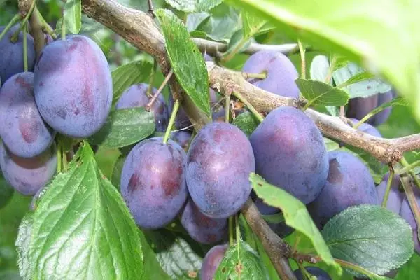 Hinog ang mga plum