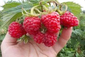 Katrangan lan karakteristik raspberry marosic, tuwuh lan perawatan