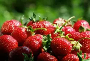 Strawberry na-agbaze Agrotechnika na akwa akwa na teknụzụ na-eto eto Finnish na-eto eto