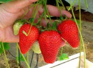 हटाने योग्य स्ट्रॉबेरी, प्रजनन, खेती और देखभाल के सर्वश्रेष्ठ ग्रेड