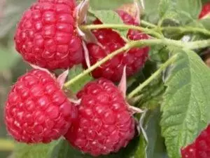 Eyona raspberries ye-raspberries yokukhula kwi-Subsbs, ukuLinga kweZolimo kunye noKhathalelo