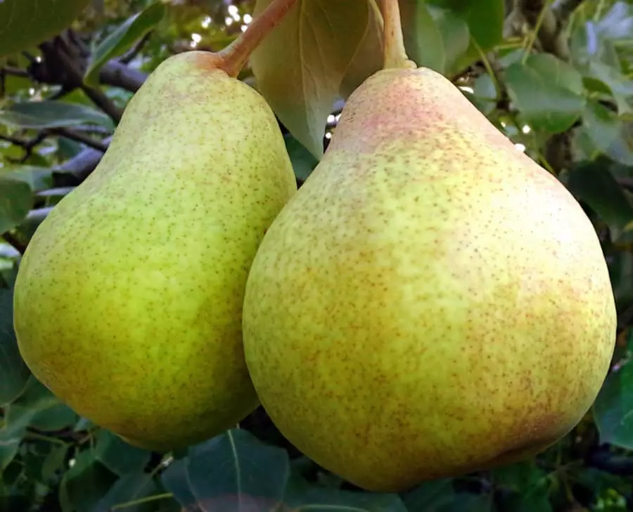 Fabulous Pear