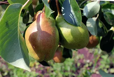 Pear Wonderland.