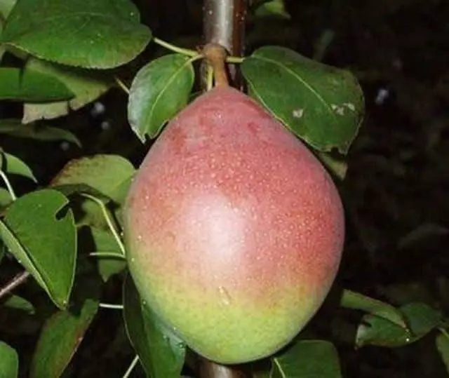 Pear Novella