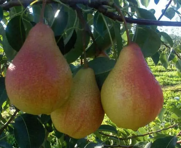 Pear Cafedry.