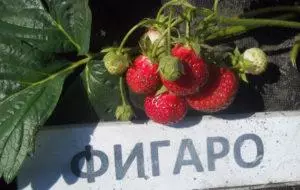 Mô tả và đặc điểm của Strawberries Lớp Figaro, hạ cánh và phát triển