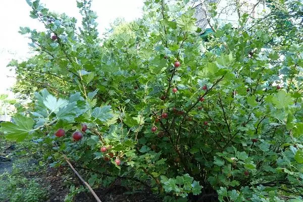 Berries Bush