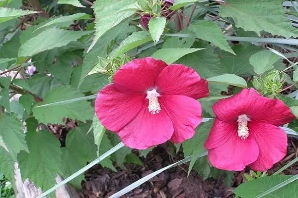 Hibiszkusz Bolotnaya