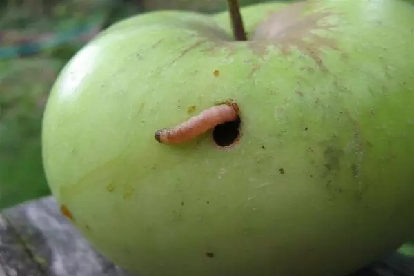 دودة في تفاحة