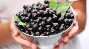 When you need to collect black currant and how to do it quickly, we define the ripeness