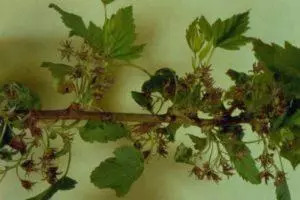 Orsaker och metoder för att bekämpa den svarta vinbärs terräng, vad man ska göra för behandling