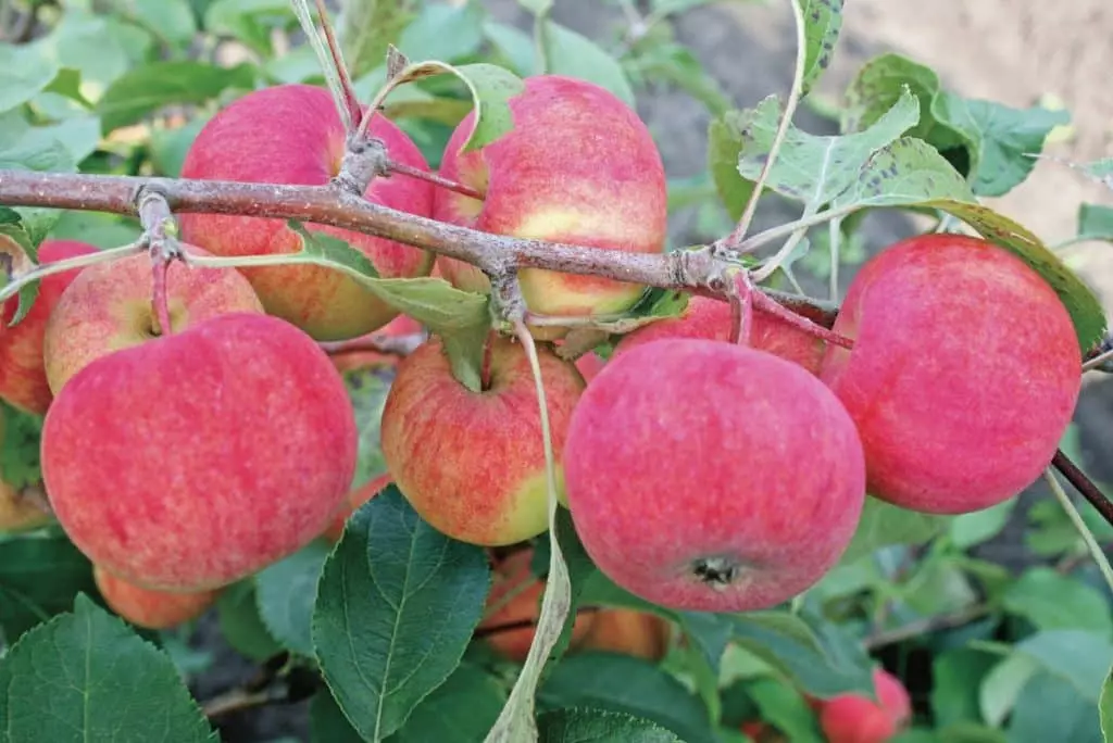 O le tama teine ​​a Apple