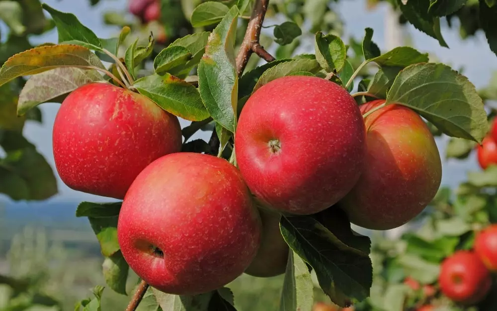 Obuoliai Makintosh: įvairių ir charakteristikų aprašymas, auginimas ir priežiūra su nuotrauka 1351_13