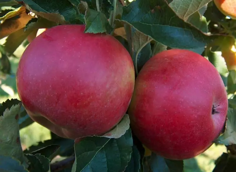 แอปเปิ้ล Makintsch