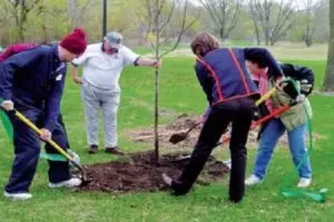 As om die jong en volwasse appelboom in die lente, somer en herfs tydens rypwording en vrugte te voed