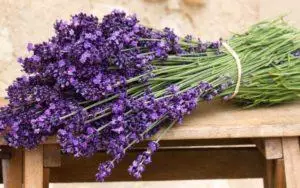 20 parima sordi ja lavendeli tüüpe kirjeldusi ja omadusi