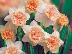 Descripció i característiques de Narcissus Rosie Claud, creixent i tecnologia de cura