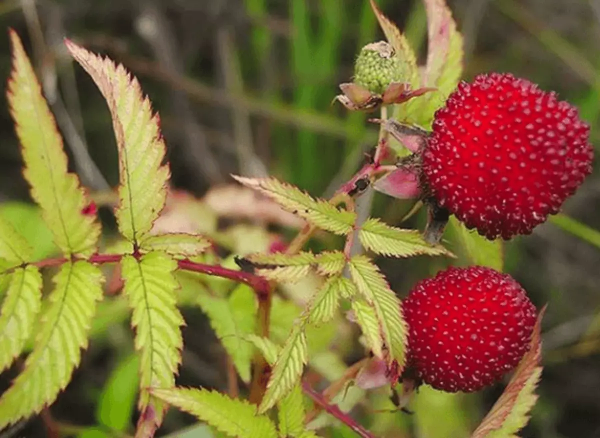 برش raspberries.