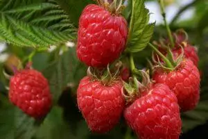 Penerangan dan ciri-ciri kerikil raspberry, tumbuh dan pembiakan