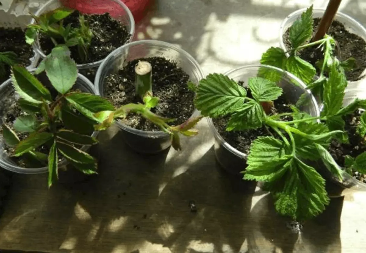 Cuttings nke raspberries