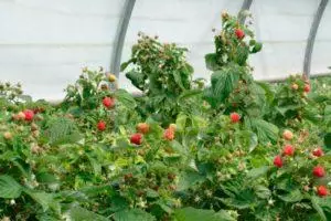 How to care for repairing raspberry so that there was a good harvest