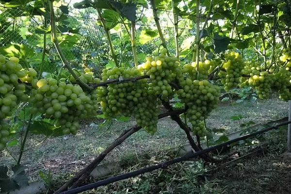 Grapes spread out
