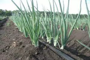 Herbicidų aprašymas svogūnų perdirbimui ir naudojimo instrukcijoms iš piktžolių