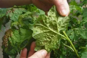 How to deal with aphid on raspberry during fruiting than to process