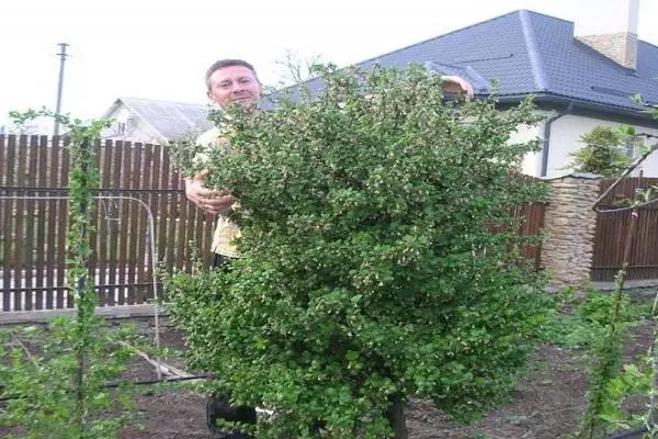Tvořený bush.