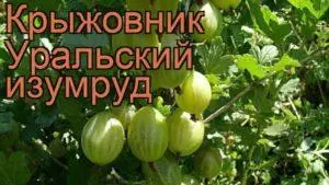 Popis a vlastnosti gooseberního odrůdu Ural Emerald, přistání a péče