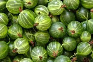 The benefits and harm of the gooseberry for human health, therapeutic properties and vitamins