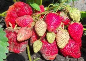Penerangan dan ciri-ciri varieti vioda strawberi, penanaman dan pembiakan