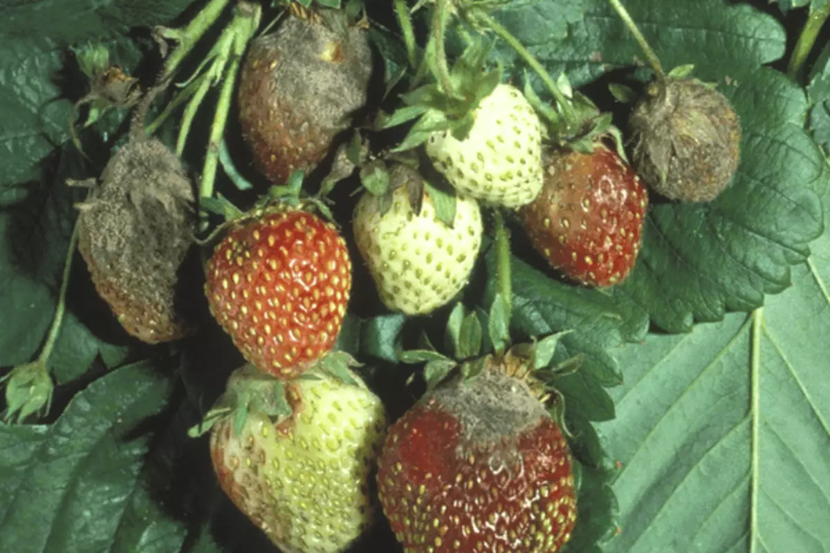 Phytofluorose i jordbær