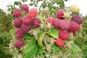 ລາຍລະອຽດແລະຄຸນລັກສະນະຂອງຊັ້ນ Raspberry ຊັ້ນຮຽນທີ່ສາມາດຍ້າຍອອກໄດ້, ການລົງຈອດແລະການດູແລ