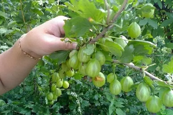 Ntsuab Berries