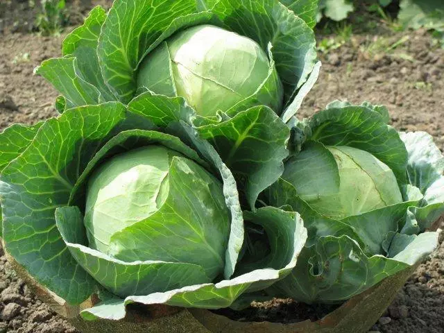 Cabbage Rinda