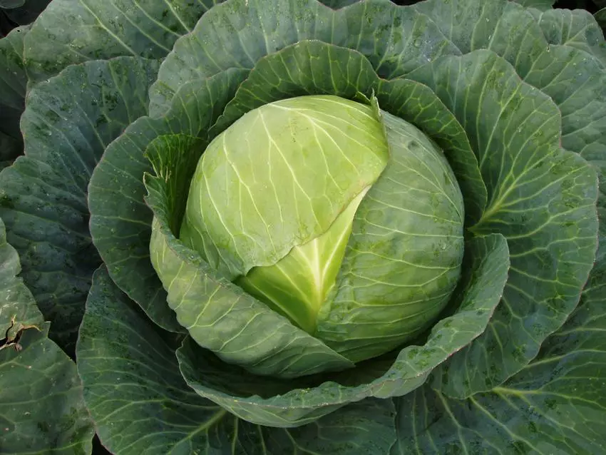 Catanturion cabbage