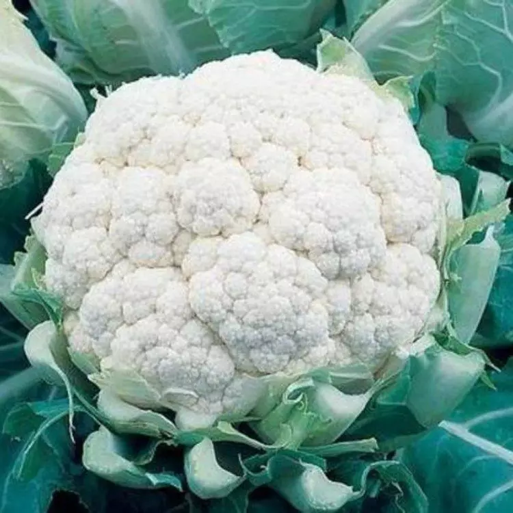 Fargo cabbage