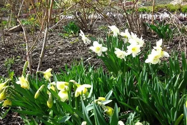 Cvetje Narcissus.